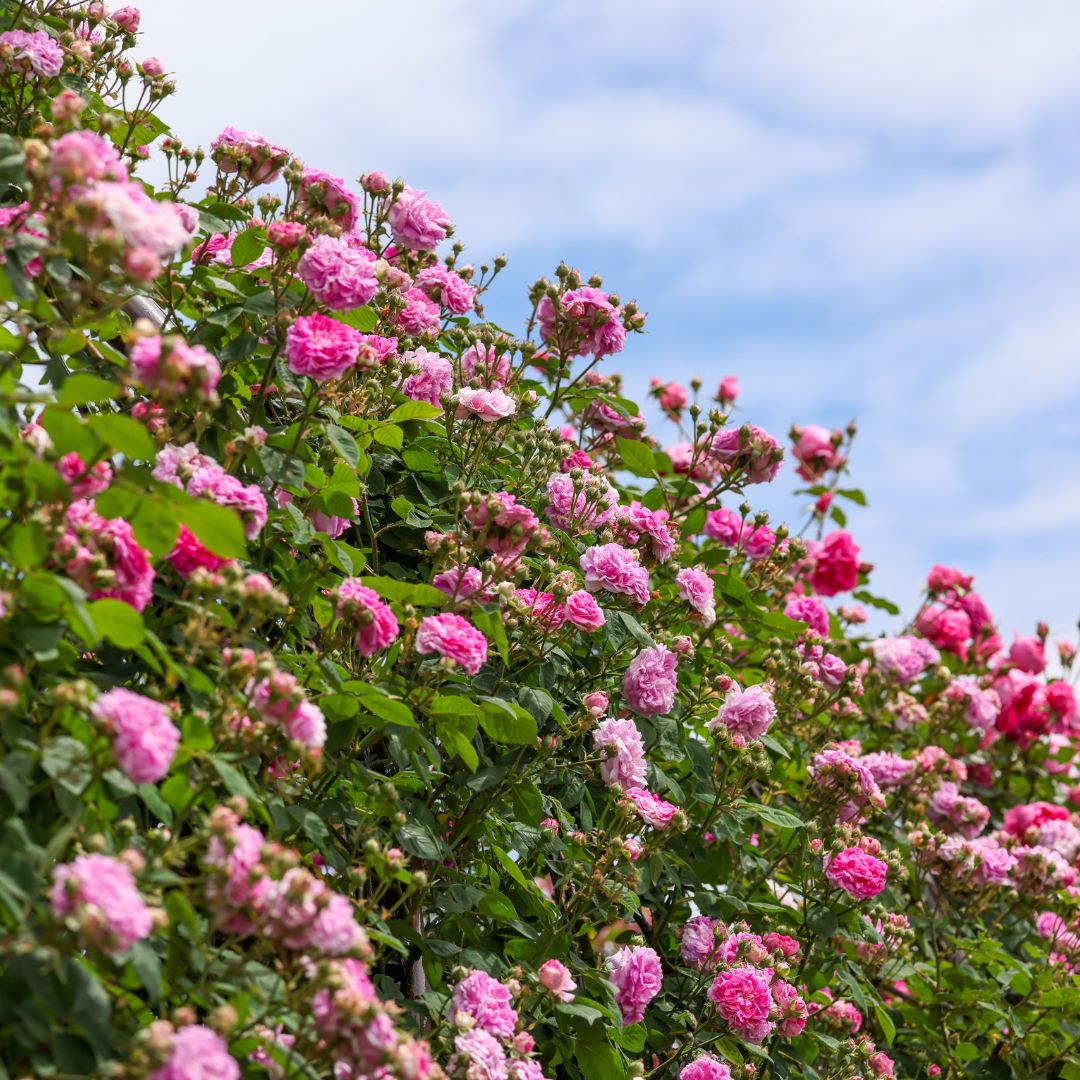 Potatura delle Rose: Guida Pratica per una Fioritura Spettacolare - Il ...